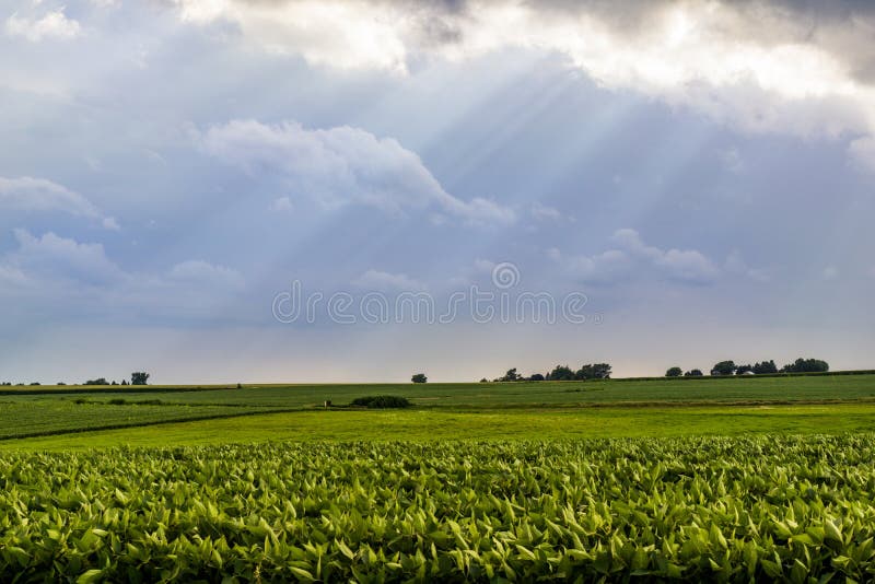 Sun Rays Over Mid-western Field Stock Photo - Image of fluffy, leaf ...