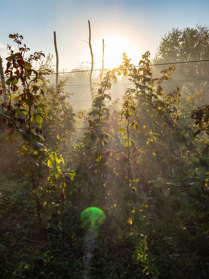 Sun Rays Over Raspberry Plants in Garden Stock Image - Image of plant ...