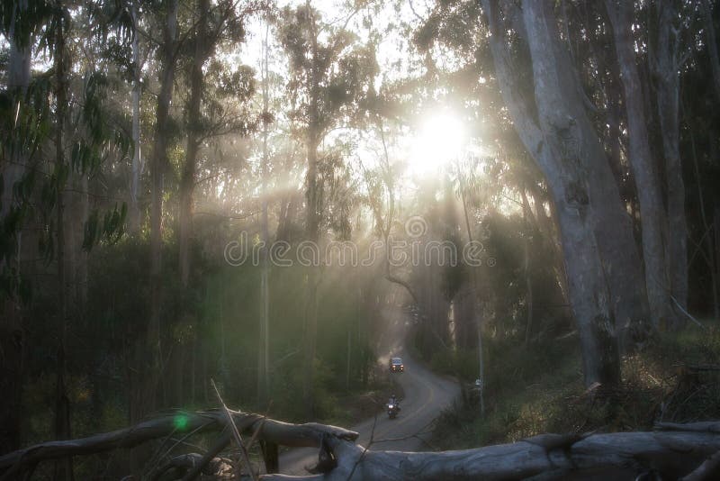 Sun Rays over the Road stock photo. Image of leaves, park - 13186020