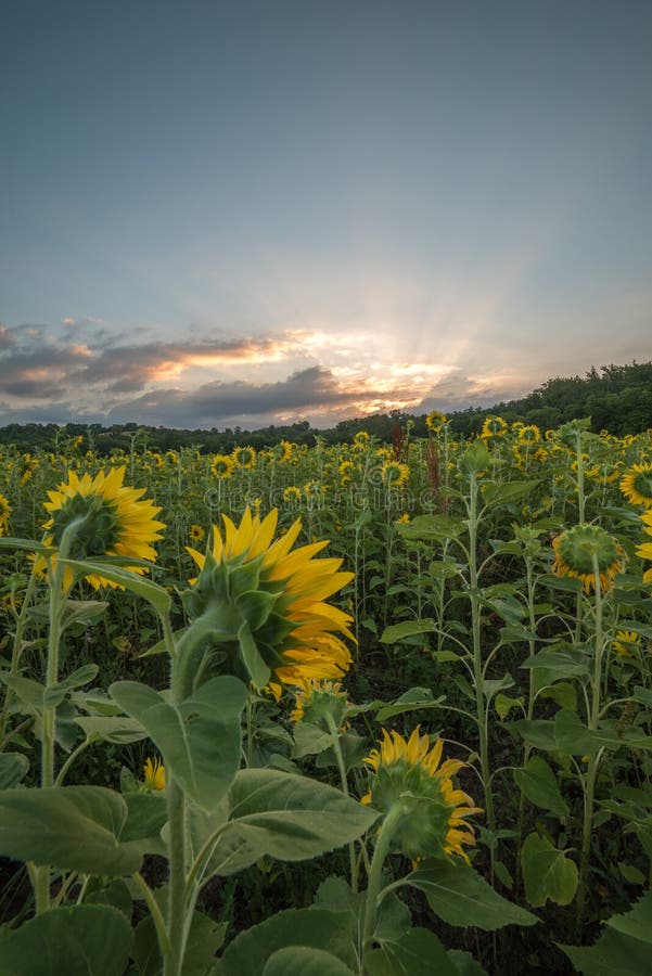 101 Sun Rays Over Sunflower Stock Photos - Free & Royalty-Free Stock ...