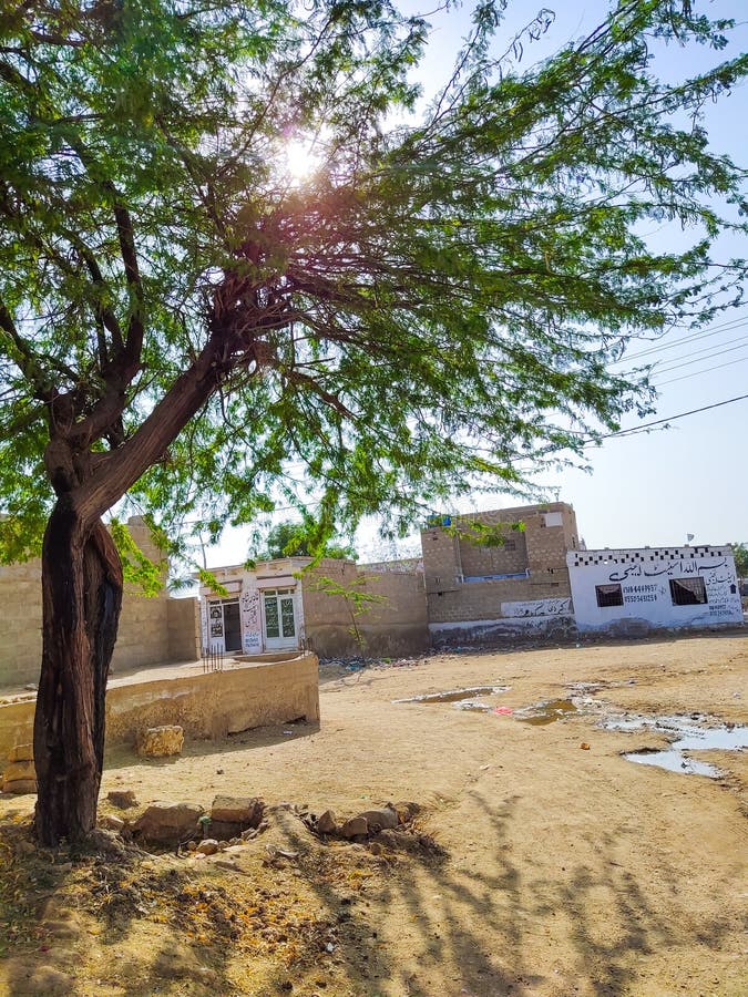 Sun rays over the tree editorial stock image. Image of tree - 172849129