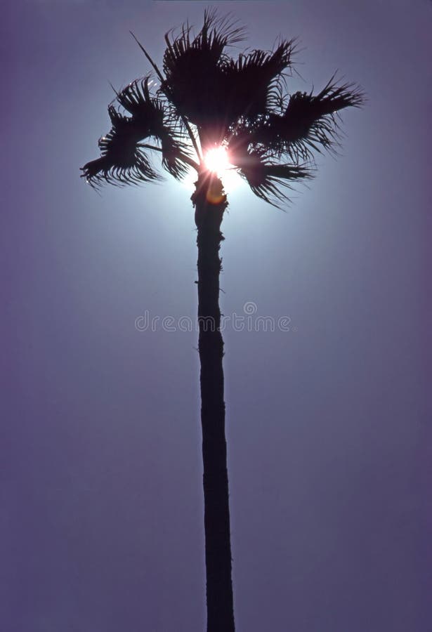 Sun stock image. Image of plants, blue, california, flowers - 43342253