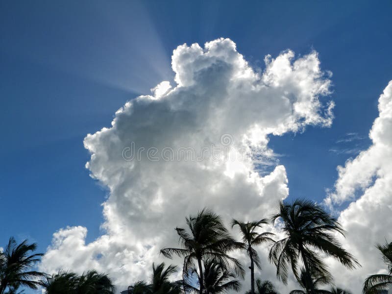 Sun Rays and Palm Trees through White Clouds Stock Photo - Image of ...