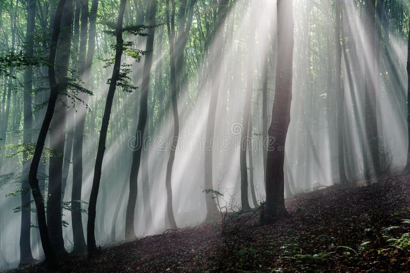 Sunbeam in the Beech Forest. Stock Image - Image of green, color: 137349933