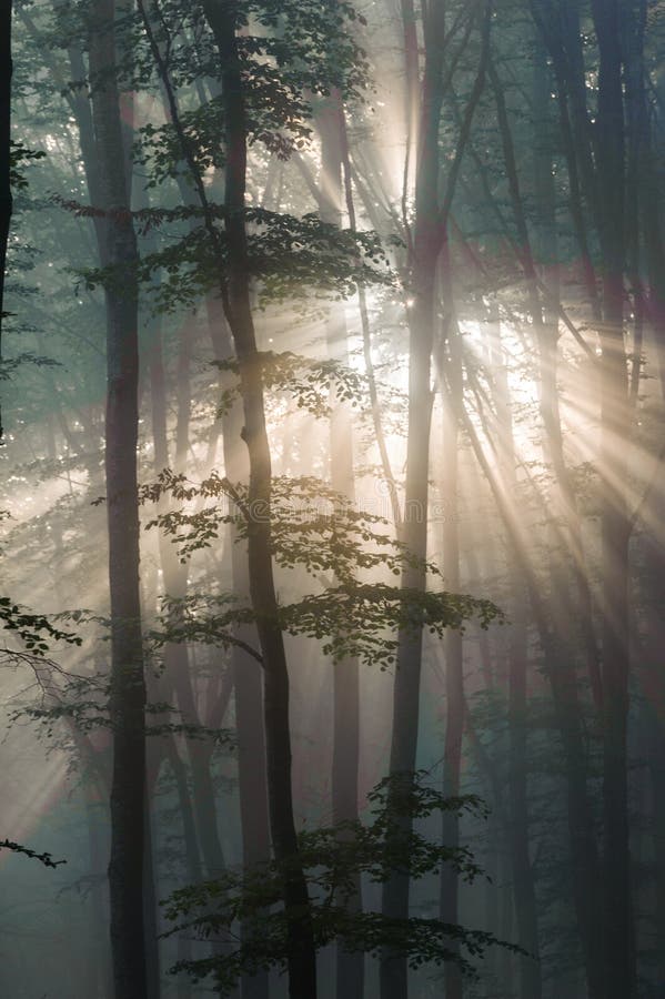 Sunbeam in the Beech Forest. Stock Image - Image of beech, dreamy ...