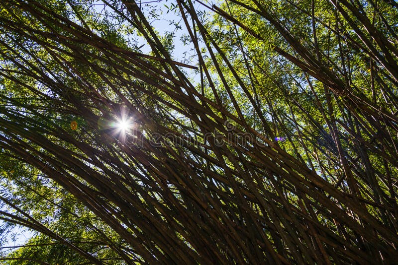 Sun Rays Passing through Bamboo Thickets, Sri Lanka Stock Image - Image ...