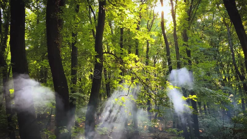 Sun Rays Passing through the Smoke through the Forest. Stock Video ...