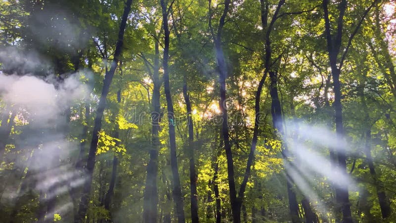 Sun Rays Passing through the Smoke through the Forest. Stock Video ...