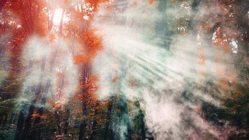 Sun Rays Passing through the Smoke through the Forest. Stock Photo ...