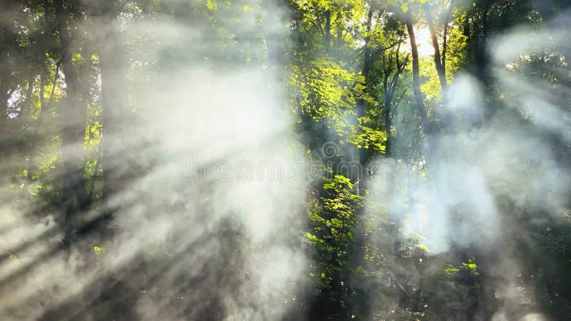 Sun Rays Passing through the Smoke through the Forest. Stock Footage ...