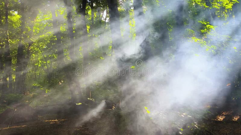 Sun Rays Passing through the Smoke through the Forest. Stock Video ...