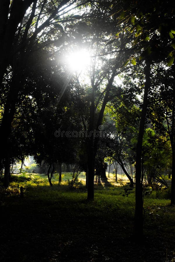 Sun Rays Passing through the Trees in a Park Stock Photo - Image of ...