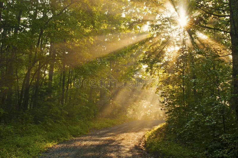 Sun Rays Peek from Behind a Tree Trunk. Stock Photo - Image of ...