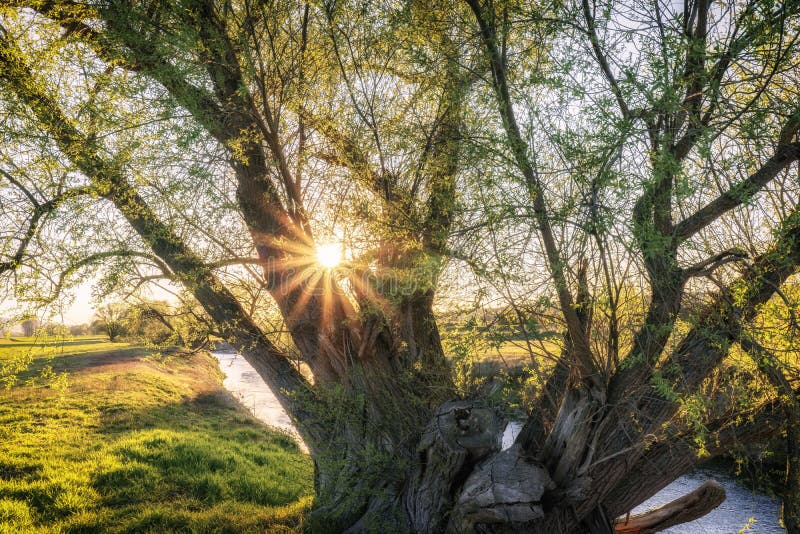 Sun Rays Penetrate a Tree on a Small River Stock Photo - Image of ...