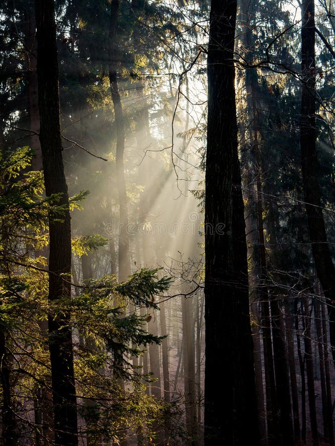 Sun Rays Penetrating the Fog through the Trees in the Forest Stock Photo - Image of morning ...