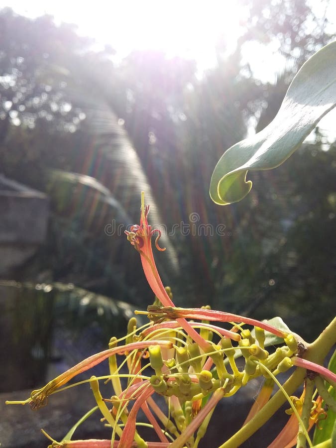 Sun Rays on Petals of Beautiful Flower Stock Image - Image of nature ...