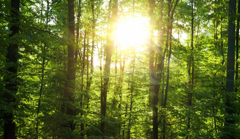 Sun Rays Pierce through the Canopy, Casting a Natural Spotlight. Stock ...