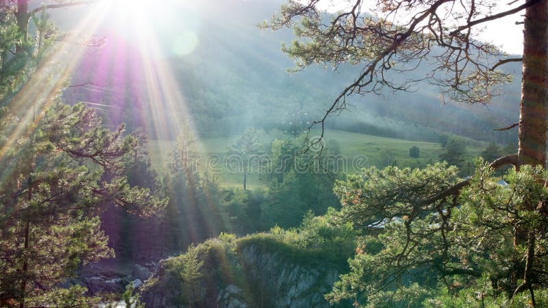 Sun Rays through the Pine Forest Stock Image - Image of mystic, ground ...