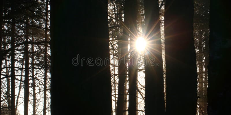 Sun rays in pine forest stock image. Image of road, shine - 50304599