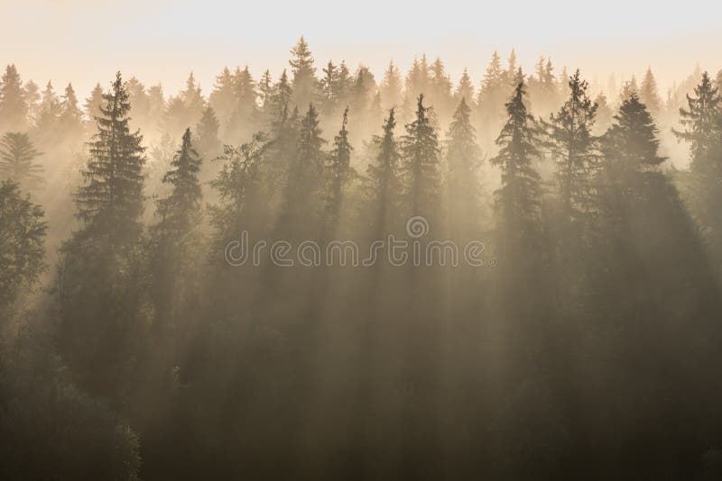 Sun Rays through Pine Forest in Morning Fog Stock Photo - Image of ...