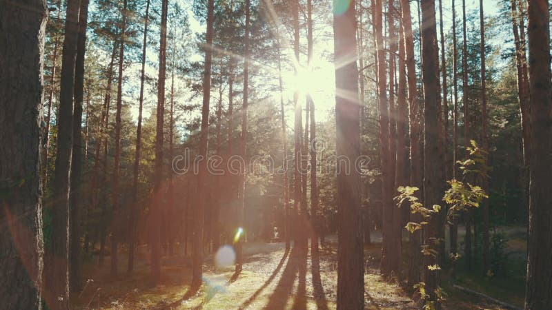 Sun rays in a pine forest stock video. Video of season - 58239691