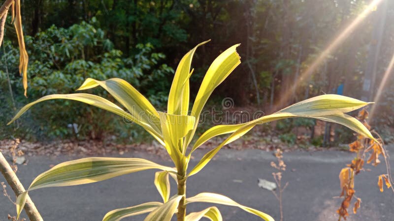 Sun rays through plant stock photo. Image of garden - 309458108