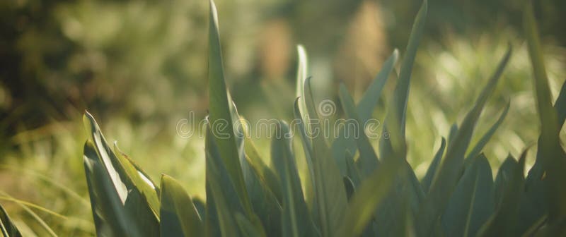 Sun rays on plant stock video. Video of focus, shallow - 215105009
