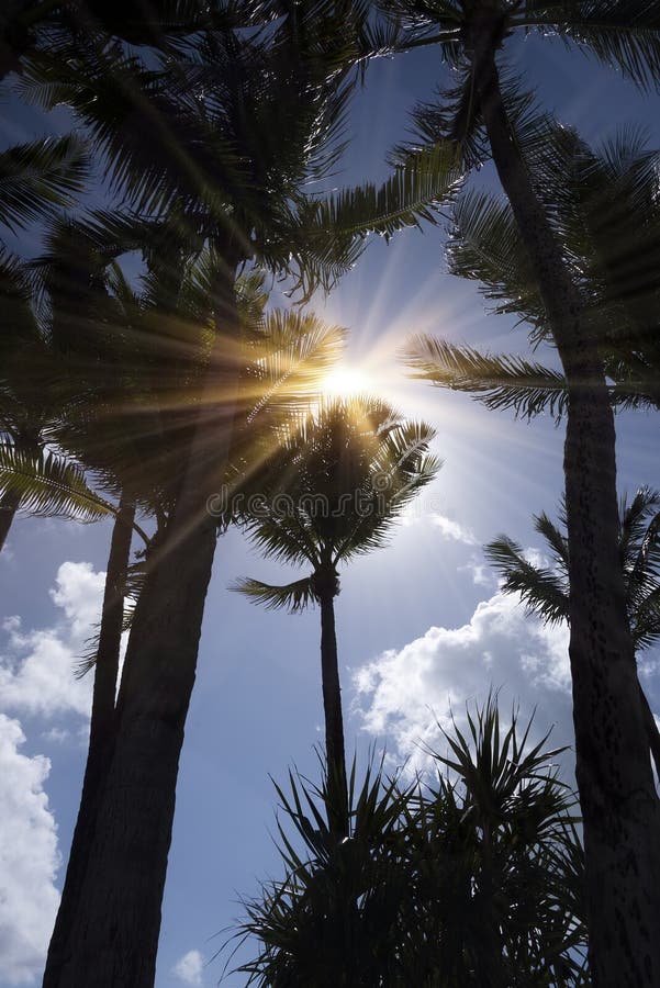 Sun Rays Poking Out from Palm Trees in Miami Beach Stock Image - Image ...
