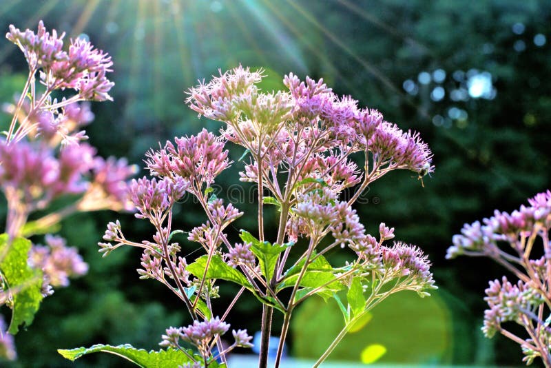 Sun rays on purple flowers stock image. Image of selective - 77216167