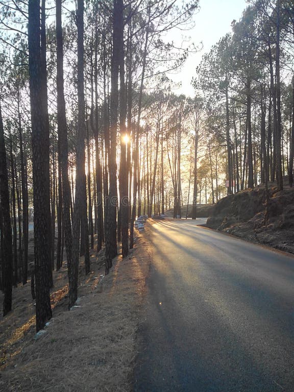 Cheed Trees Stock Photos - Free & Royalty-Free Stock Photos from Dreamstime