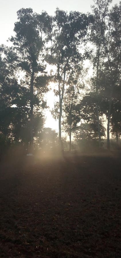 Sun rays scattered stock photo. Image of trees, rise - 136593604