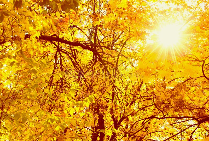 Sun Rays Seen through Tree Brances in Autumn Park. Fall Concept Stock ...
