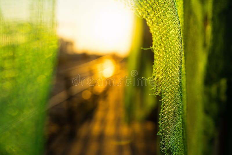 Sun Rays of the Setting Sun through the Green Grid Stock Image - Image ...