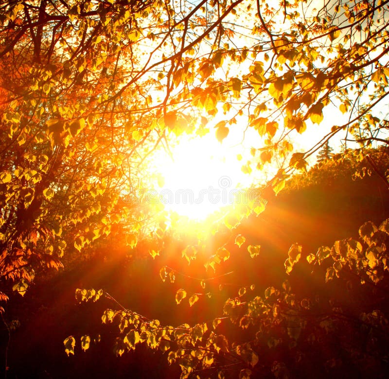 Fall Trees in the Sun stock image. Image of fall, seasons - 159111427