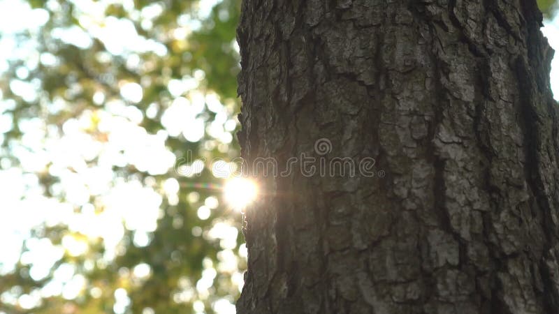 Sun Rays Glide Over a Tree Trunk Stock Video - Video of hillside ...