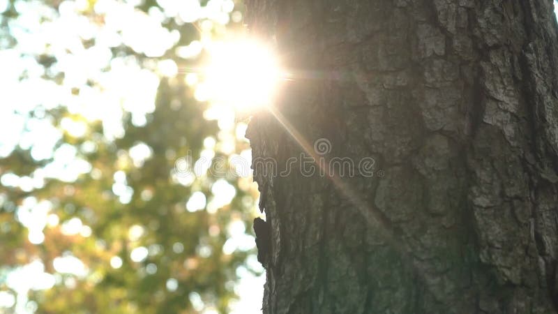 Sun Rays Glide Over a Tree Trunk Stock Video - Video of hillside, flash ...