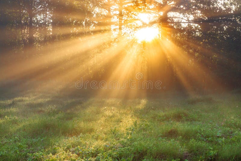 Sun Rays Shine through Trees Stock Photo - Image of foliage, green ...