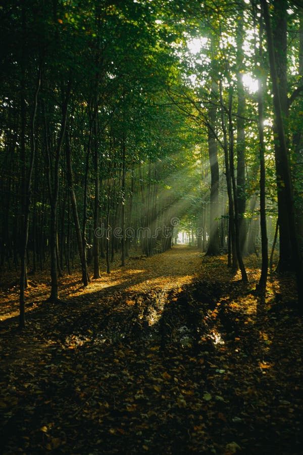 Sun Rays Shine through Trees in a Forest during Sunrise. Panoramic View ...