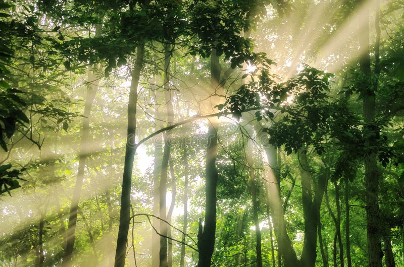 Sun Rays Shine through Trees Stock Image - Image of fresh, light: 208109521