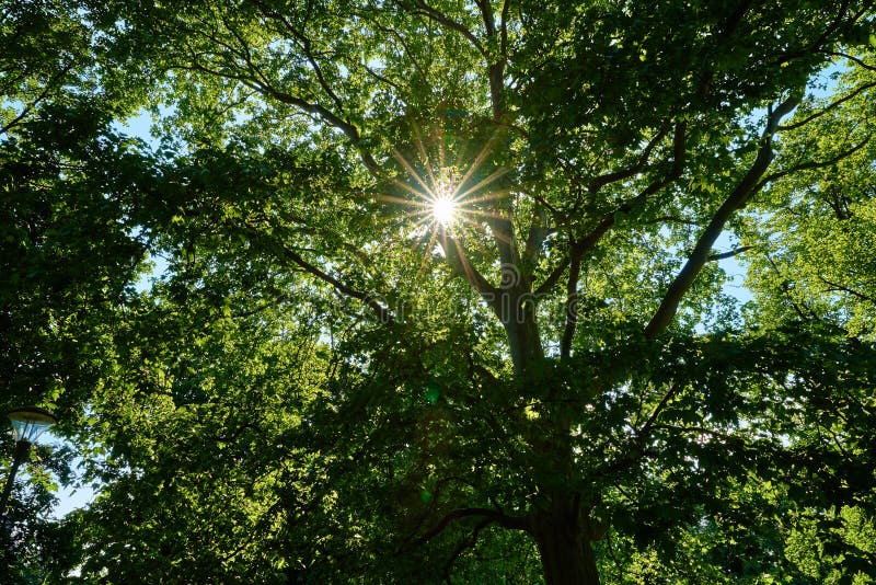 Sun Rays Shines through Oak Tree Leaves Stock Photo - Image of backlit ...