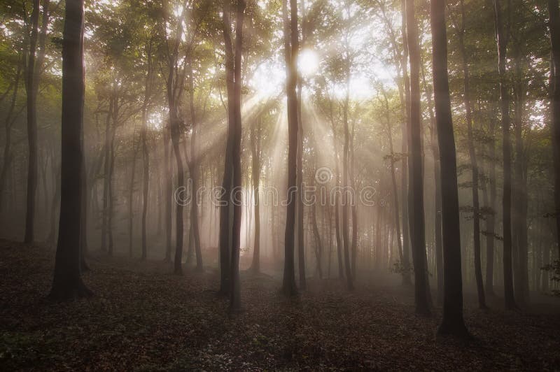 Sun Rays Shining in a Beautiful Enchanted Forest with Fog in Summer ...