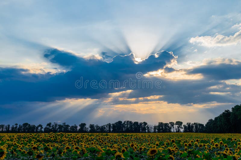 Sun Rays Shining through Clouds Over Sunflower Field at Sunset Stock ...