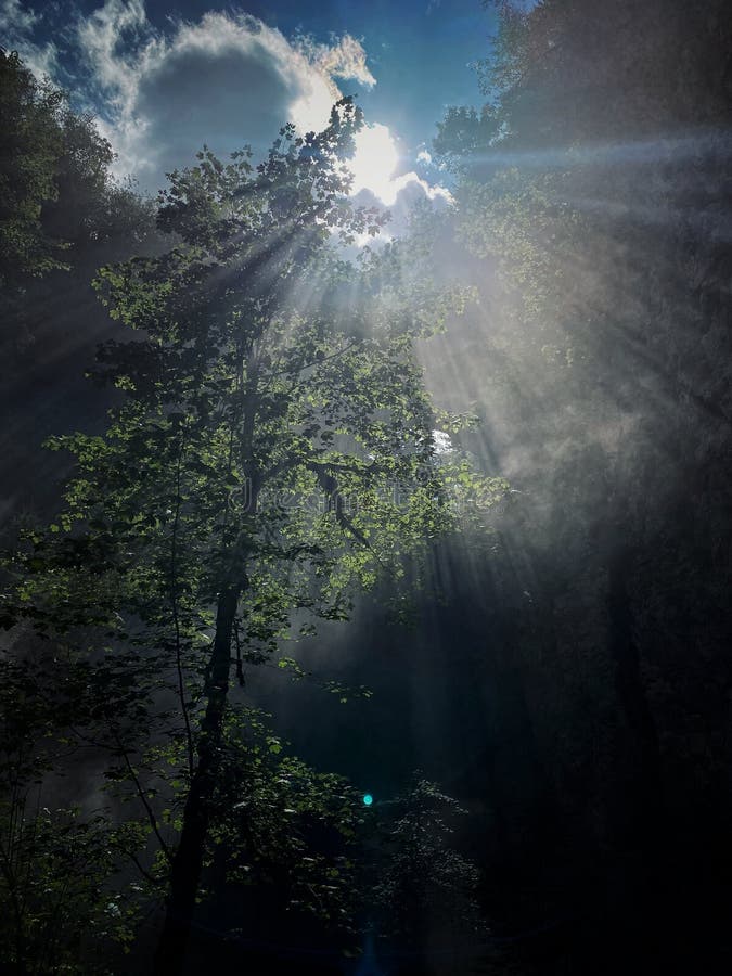 Sun rays stock photo. Image of tree, mist, shining, rays - 227879670