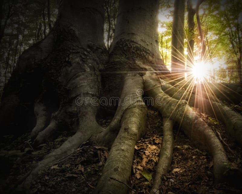 Sun Rays Shining in a Forest with Big Roots of a Tree Stock Photo ...