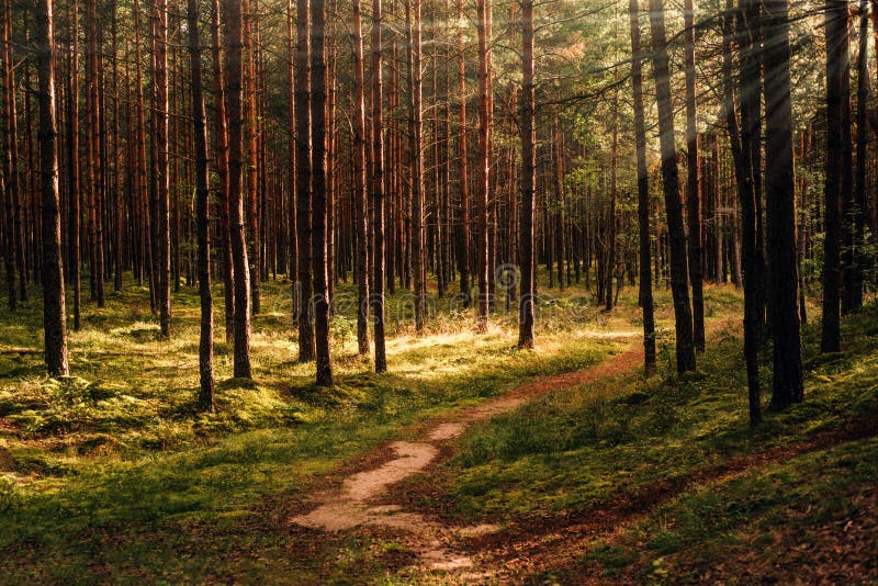 Sunny Hiking Path in Pine Forest Stock Image - Image of landscape ...