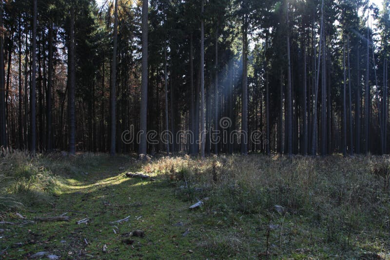 Sun Rays Shining through the Forest on the Meadow in the Mountains ...