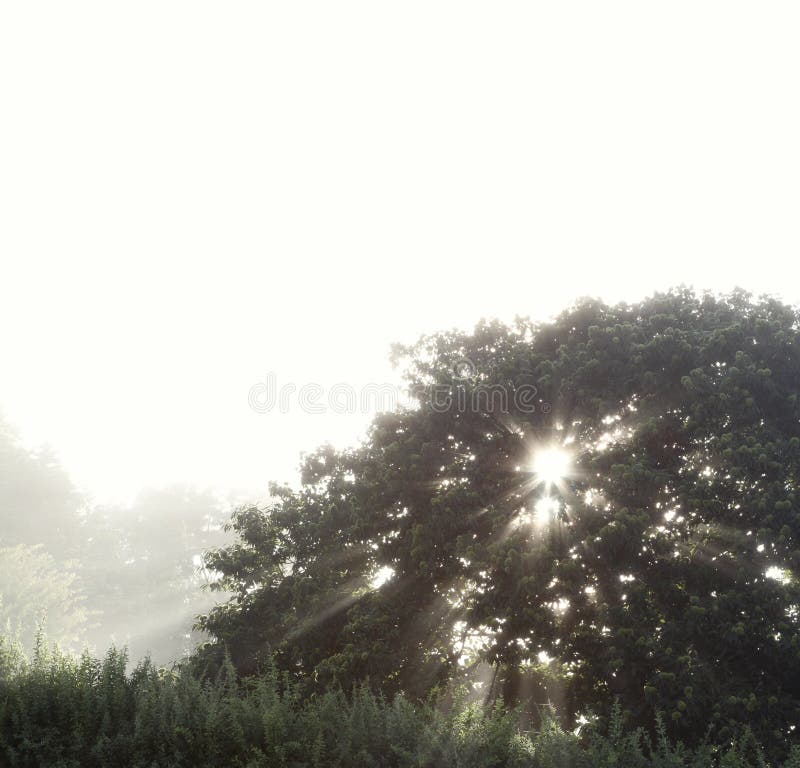 Sun rays stock image. Image of morning, woodland, outside - 31301267