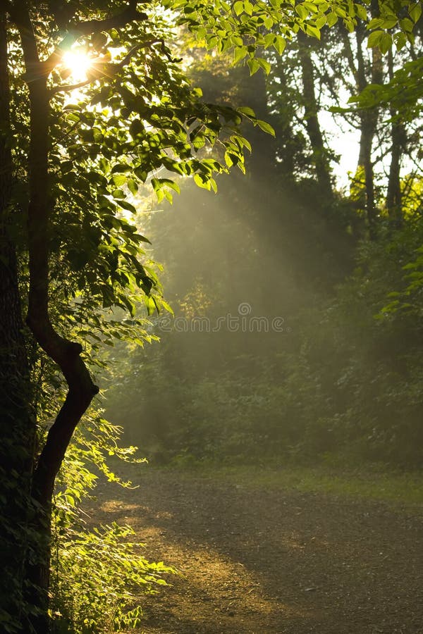 Sun Rays Shining through Trees Stock Image - Image of summer, trees ...