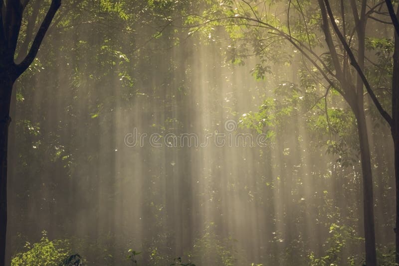 Sun Rays Shining through Trees with Fog God Lay for Nature Background ...