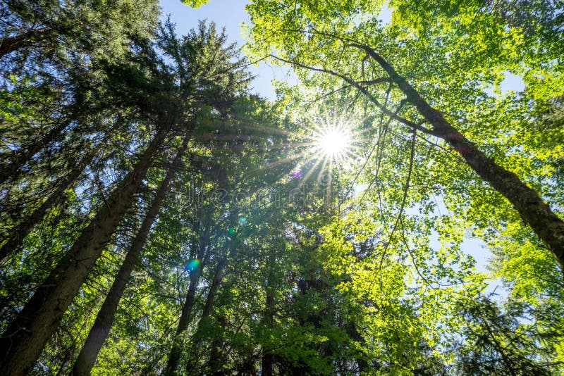 Sun Rays Shining through Trees in the Forest Stock Photo - Image of ...